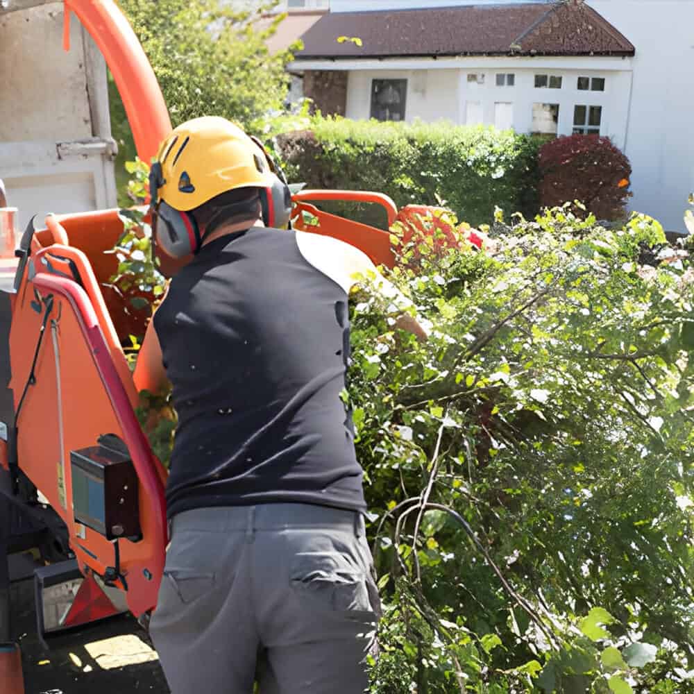 Commercial Tree Services – Family's Tree Service